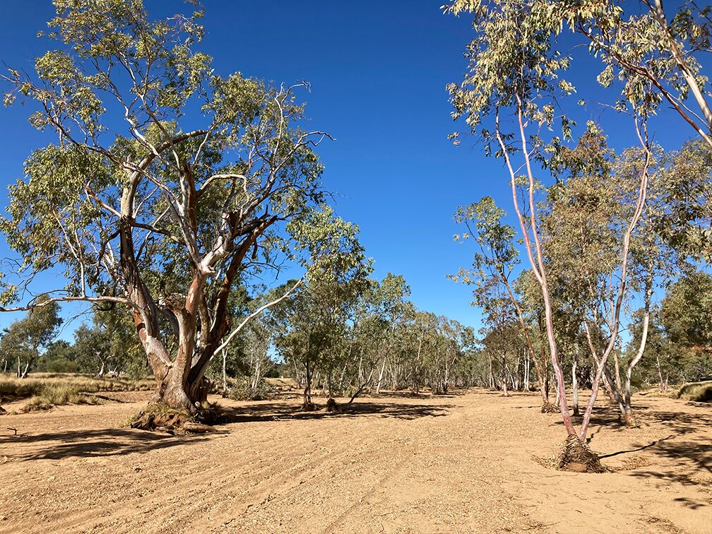 Alice Springs Outback Honey, Queen Bees & Desert Pollen | Raw Honey ...